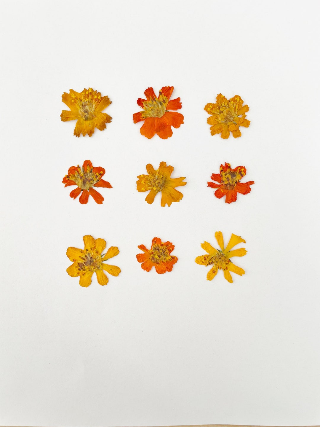 Pressed Cosmos Flowers - 9 Real Sulfur Cosmos - Orange Cosmos - October ...