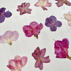 Pressed Azalea - 12 Real Azalea Flowers - Pink and Purple Mix - for ...