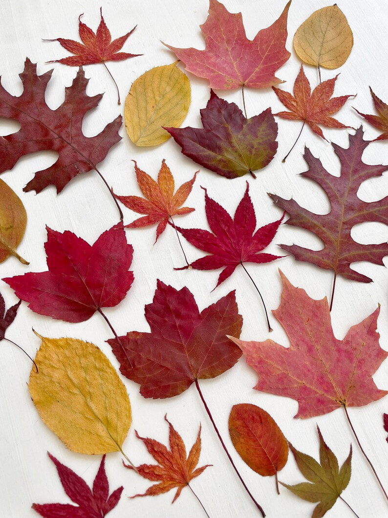 Pressed Autumn Leaves - Real Dried Fall Foliage - 25 Red and Yellow ...