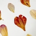 Pressed Tulip Petals - 9 Real Flower Petals - Mixed Colors - Large ...