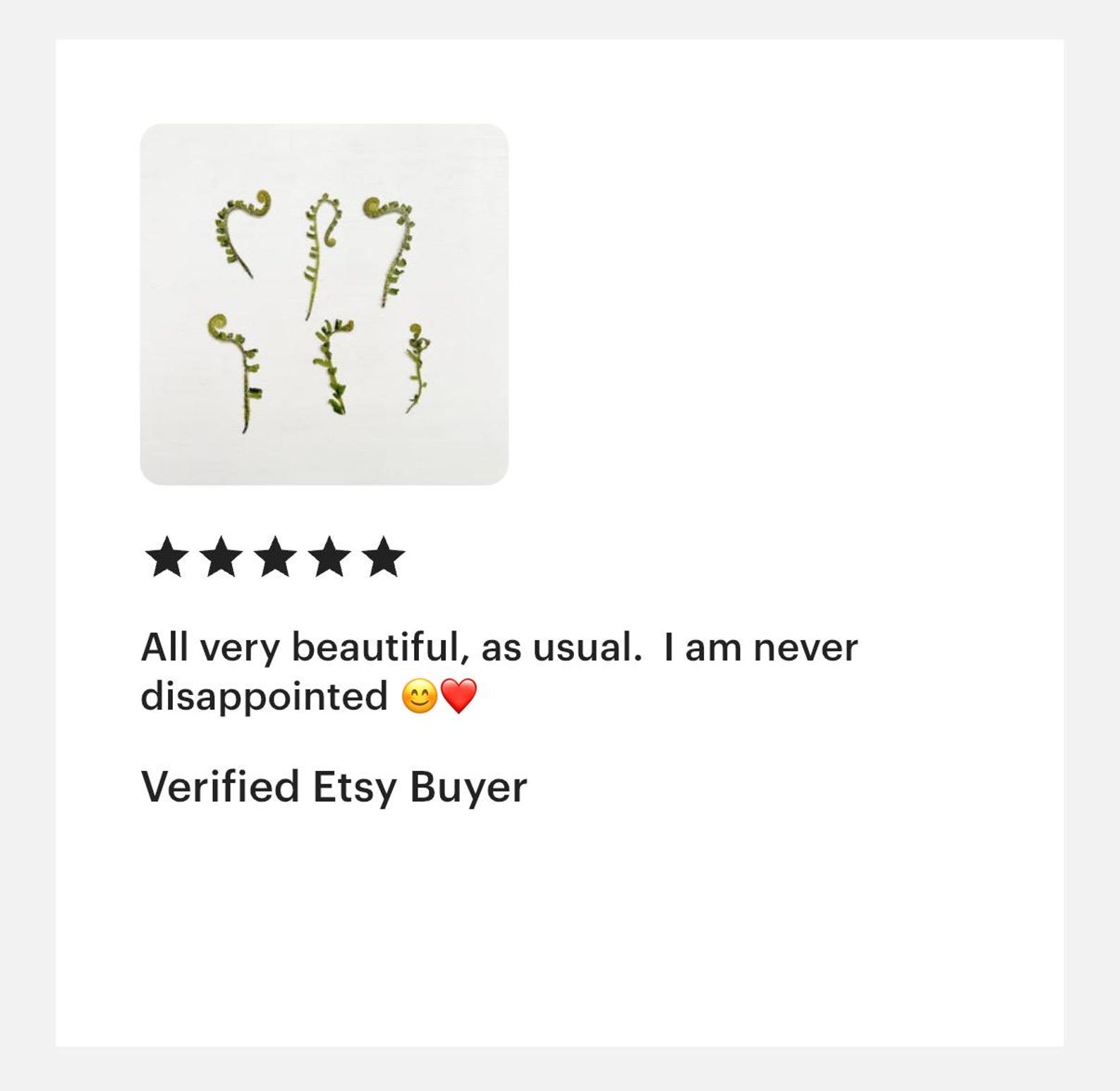 Pressed Fern Curls - Real Fiddlehead Ferns - 6 Small Curly Fern Leaves ...