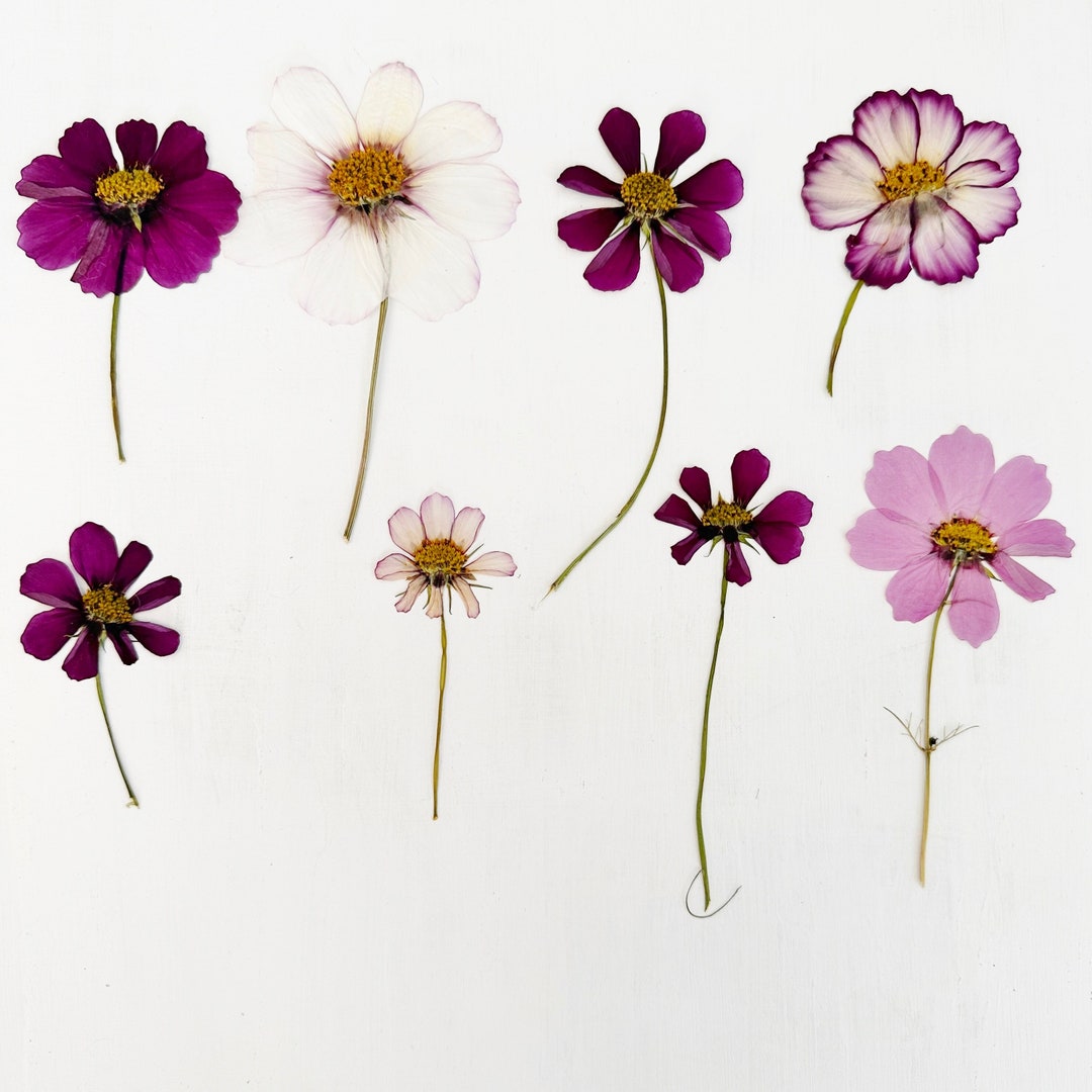 Pressed Cosmos Flowers - 8 Real Cosmos Flowers on Stems - Mixed Colors ...
