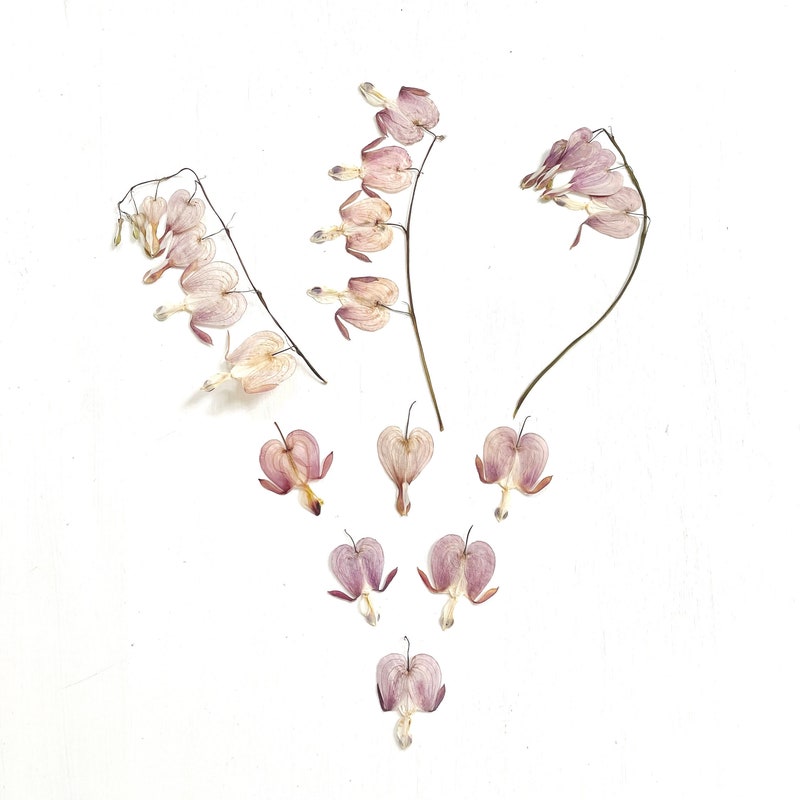 White Bleeding Heart - Etsy
