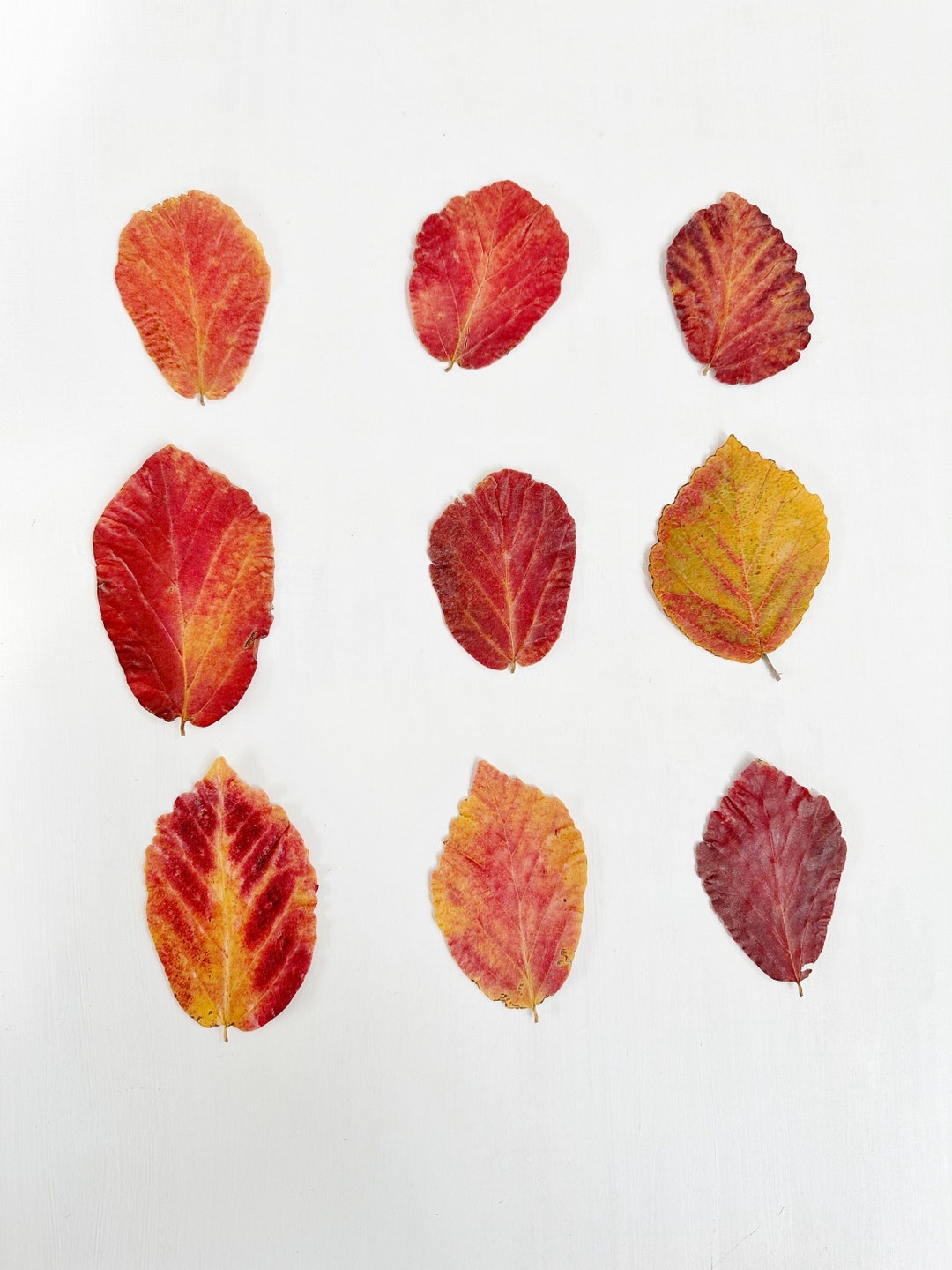 Pressed Witch Hazel Leaves 9 Red and Orange Hamamelis Leaves Colorful ...