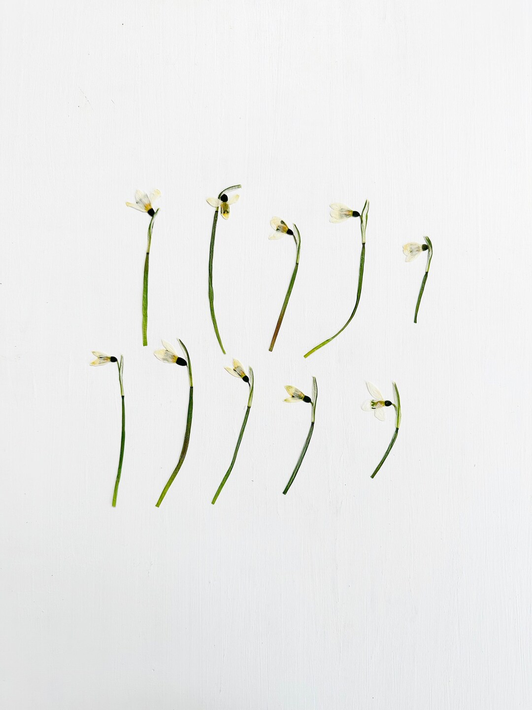 Pressed Snowdrops - 10 Real Dried Galanthus Nivalis Flowers on Stem ...
