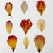 Pressed Tulip Petals - 9 Real Flower Petals - Mixed Colors - Large ...
