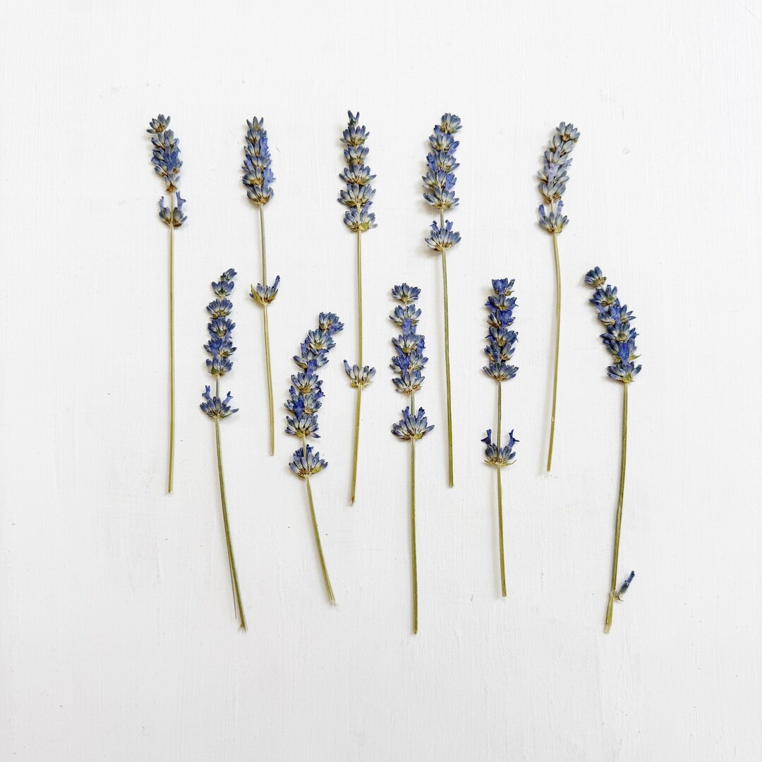 Pressed Lavender Flowers on Stem - 10 Real Lavender Flower Stalks ...