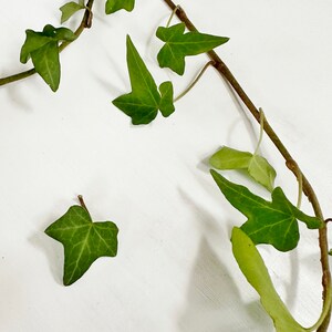 Fresh Ivy Leaves - Real Ivy Foliage - Grown Organically in Princeton ...