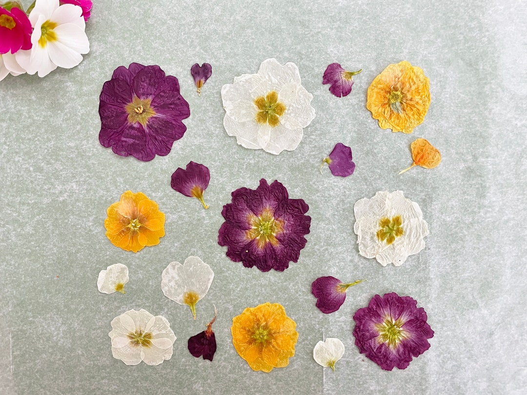 Pressed Primrose Flowers and Petals - Real Dried Flowers - Mixed Colors ...