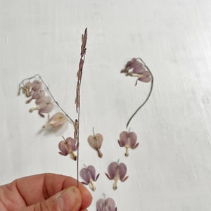 Pressed Bleeding Heart Flowers- Real Dicentra Spectabilis - 3 Stems and ...