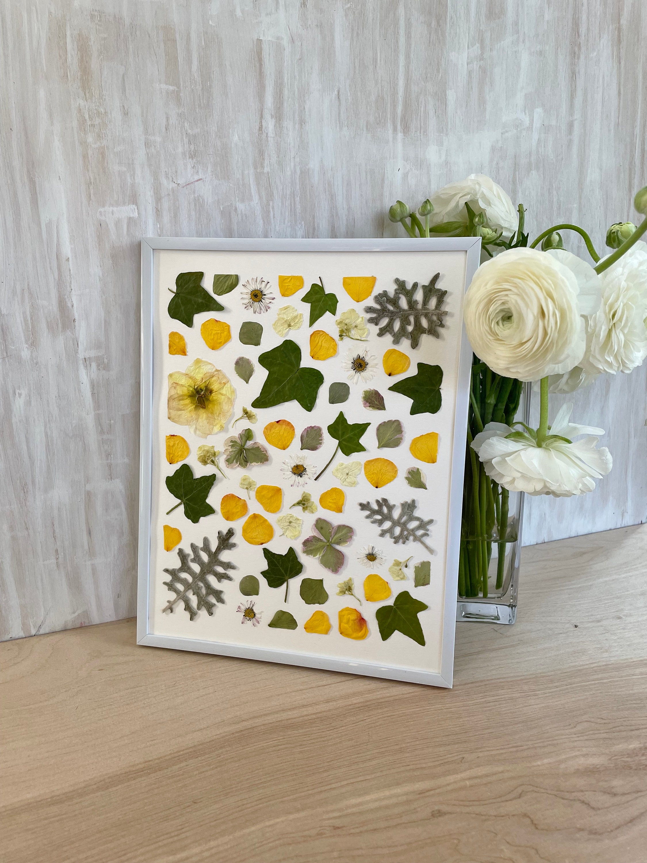 Pressed Ivy - 20 Small Real Ivy Leaves Grown Organically in Princeton ...