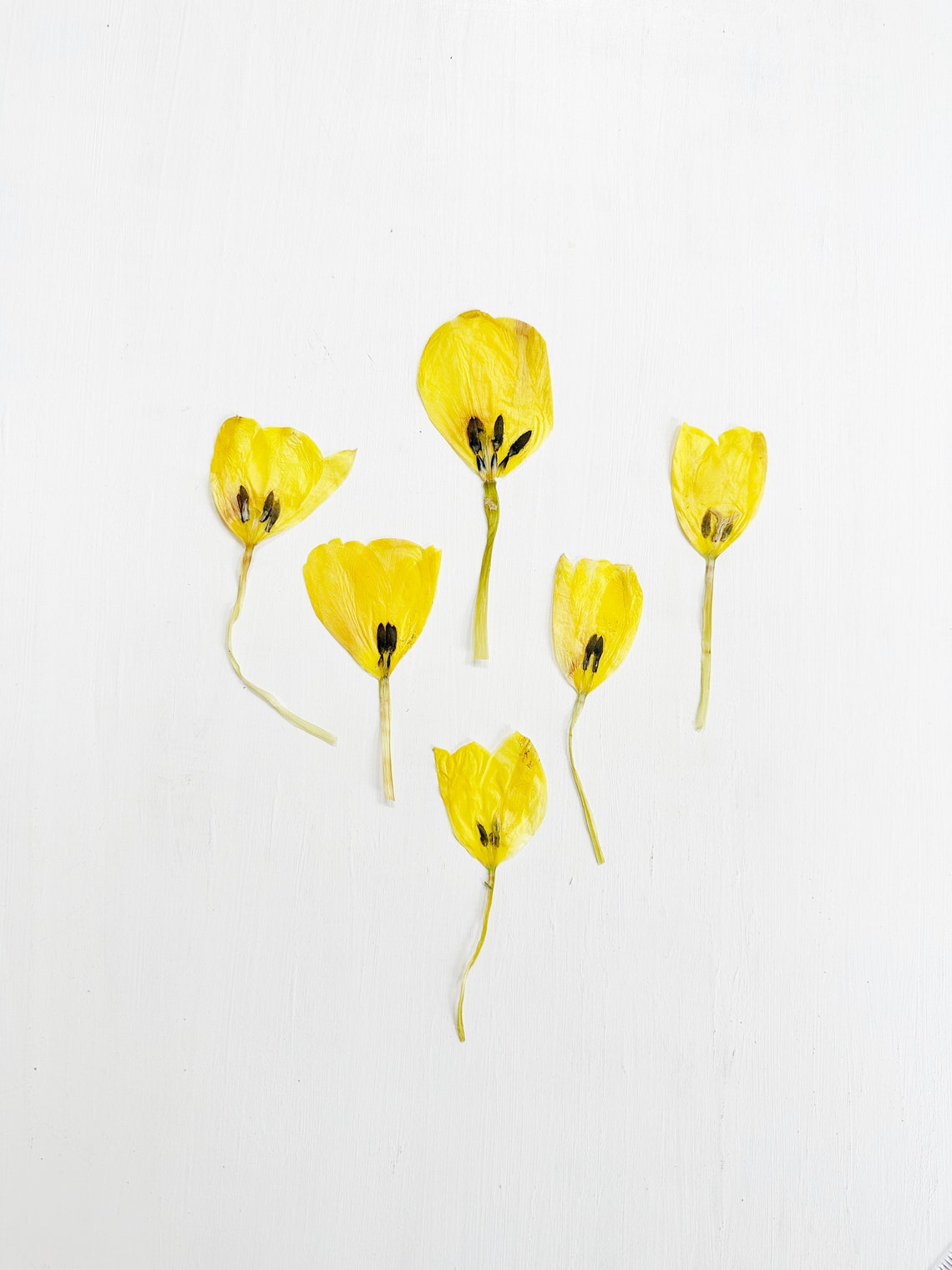 Pressed Tulips - Real Tulip Flowers Cut in Half - 6 Yellow Tulips on ...