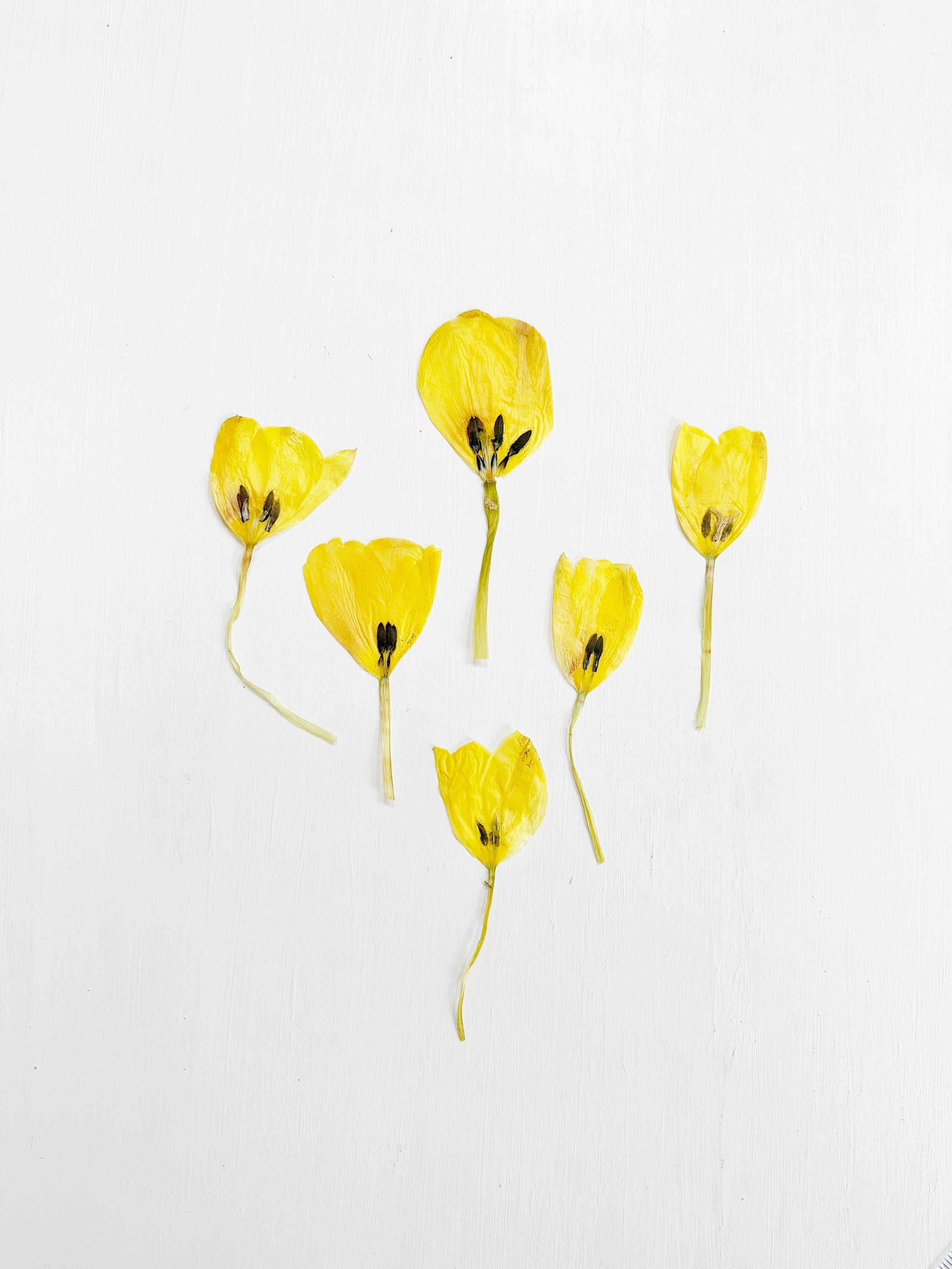 Pressed Tulips - Real Tulip Flowers Cut in Half - 6 Yellow Tulips on ...