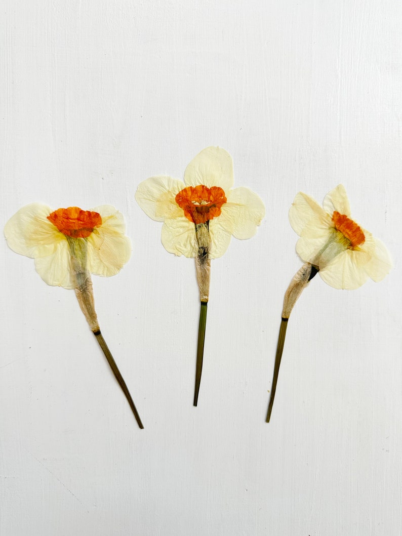 Pressed Large Daffodils With Stem - 3 Real Flowers - Orange, Yellow ...