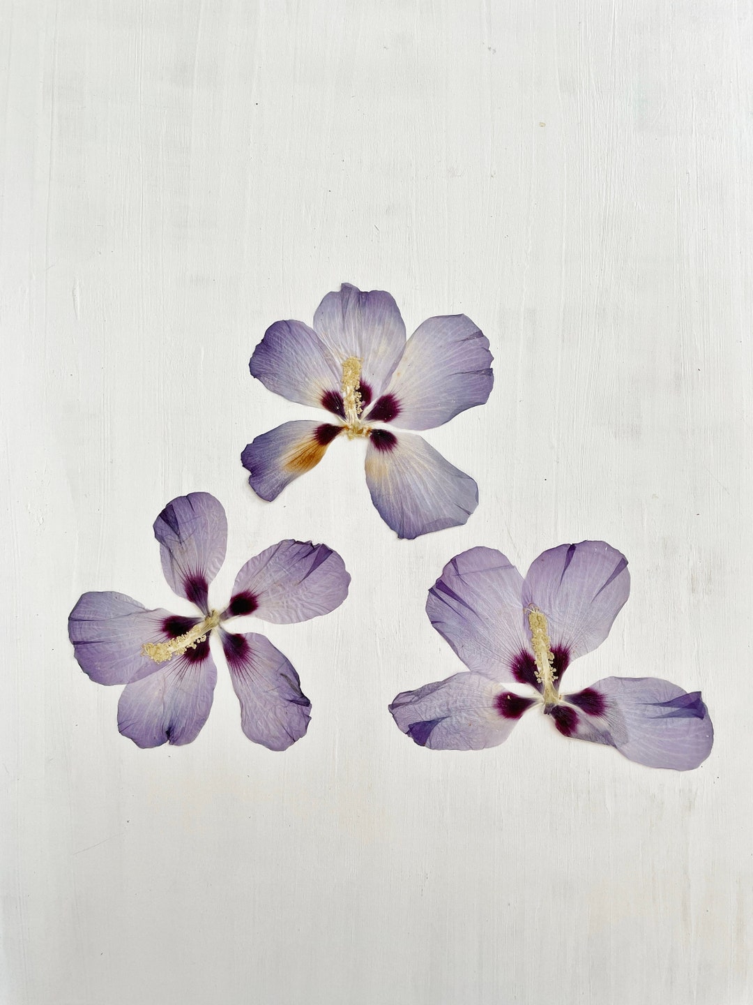 Pressed Hibiscus Flowers - 3 Real Purple Rose of Sharon Flowers ...