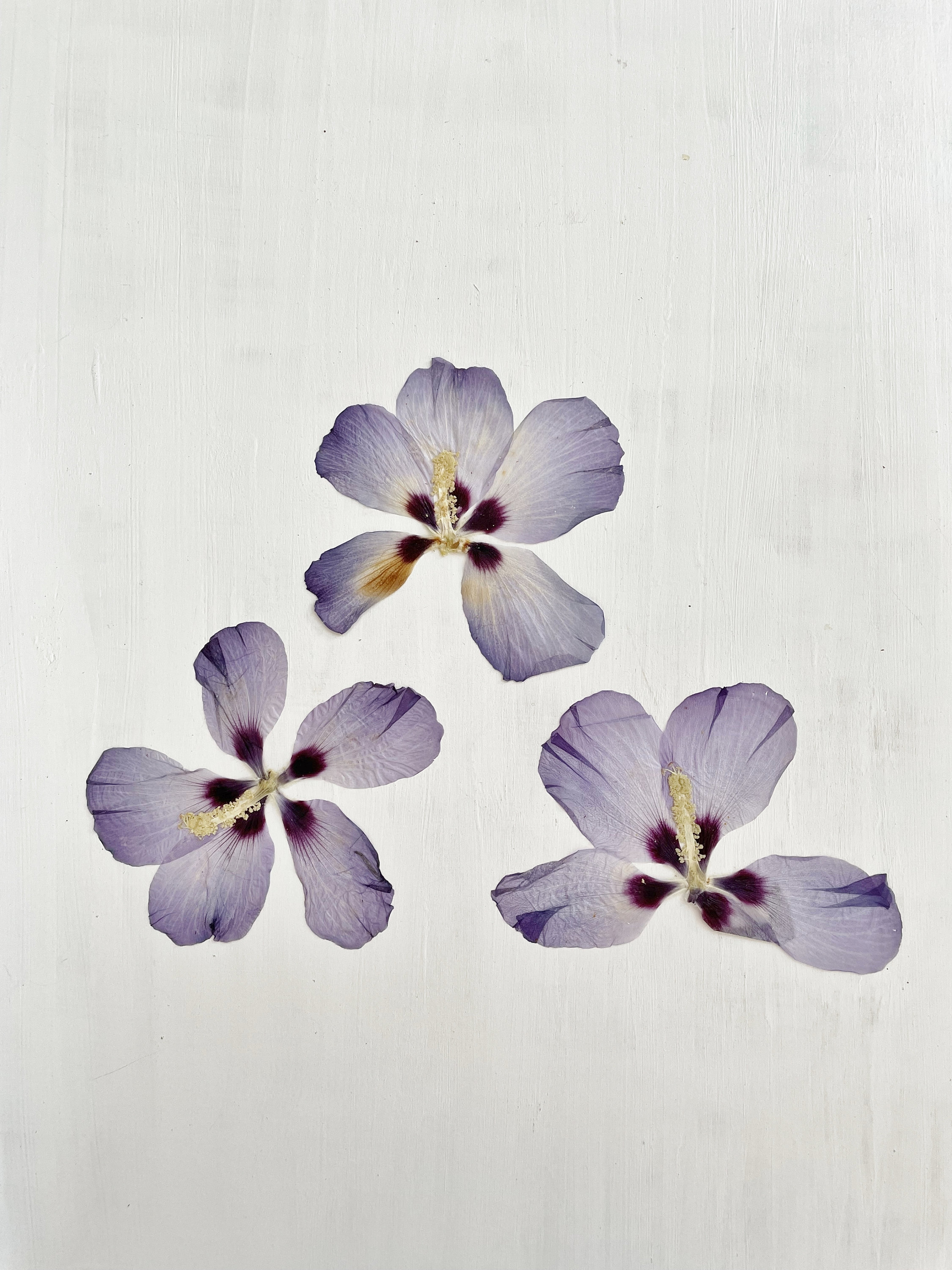 Pressed Hibiscus Flowers - 3 Real Purple Rose of Sharon Flowers ...