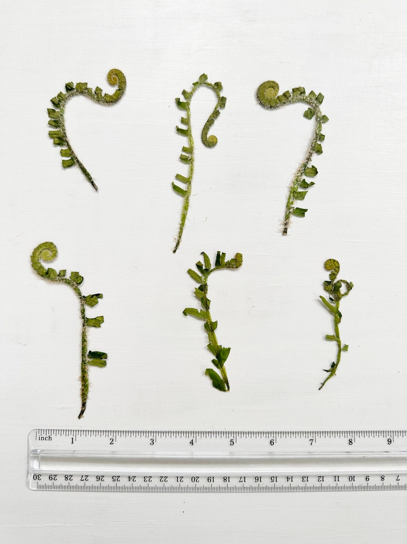 Pressed Fern Curls - Real Fiddlehead Ferns - 6 Small Curly Fern Leaves ...