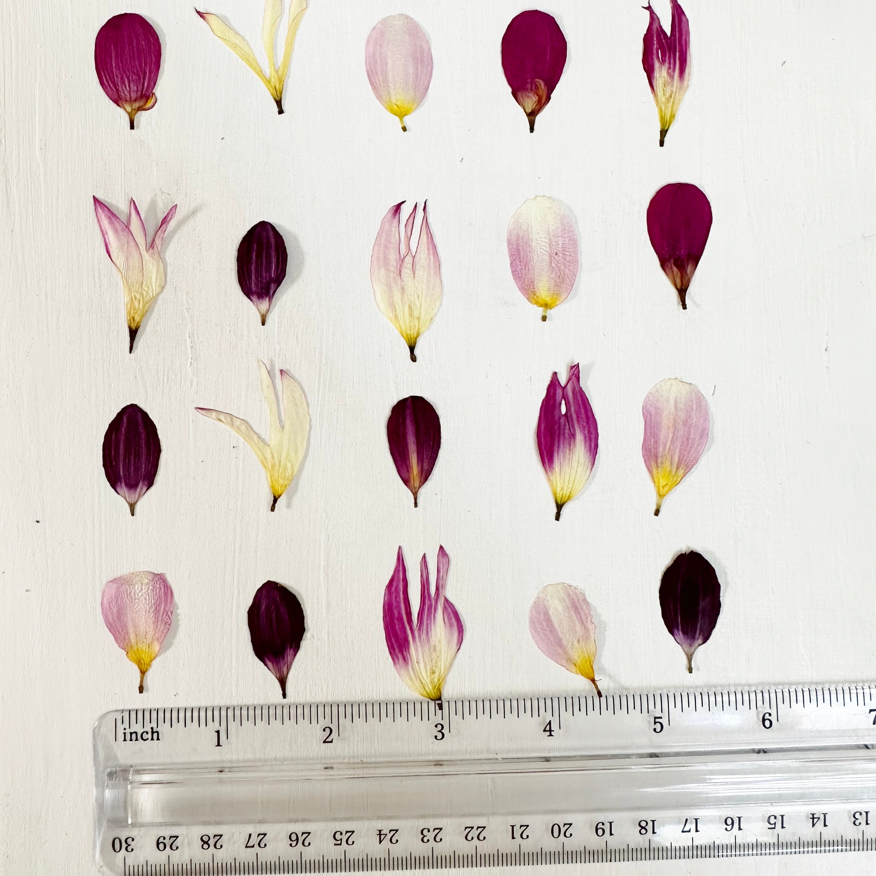 Pressed Dahlia Petals - 25 Real Dahlia Flower Petals - Color Mix ...