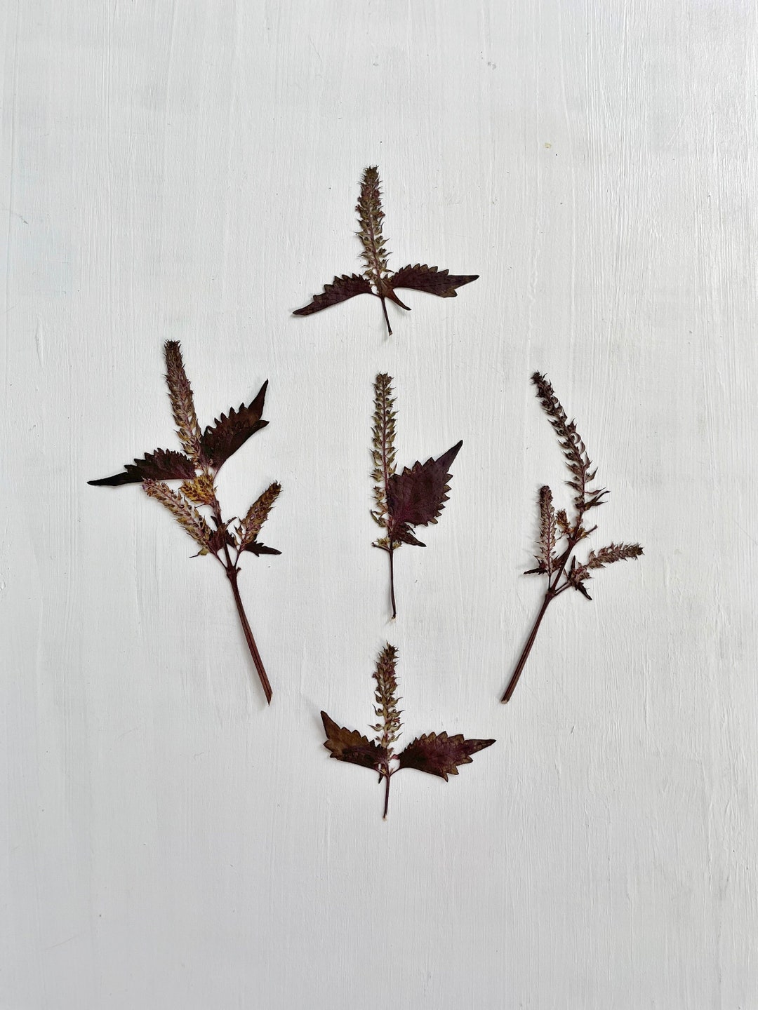Pressed Purple Shiso Flowers - 3 Green and Purple Shiso Stems - Crafts ...