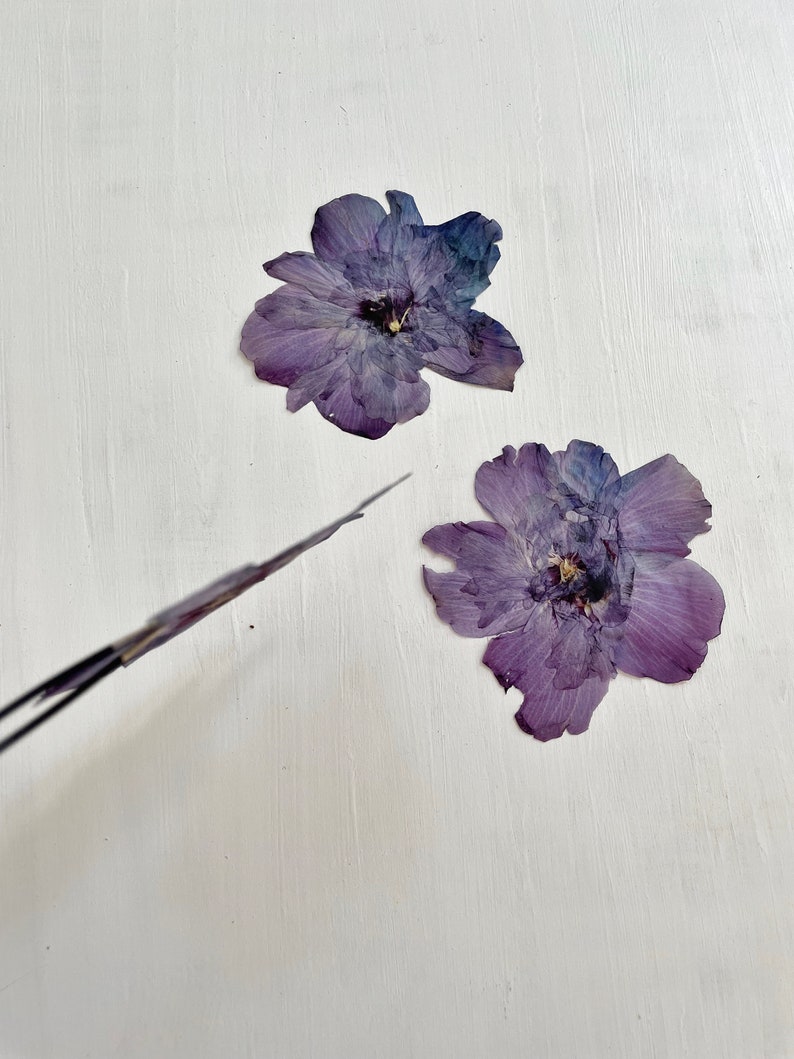Pressed Hibiscus Flowers - 3 Real Purple Rose of Sharon Flowers ...