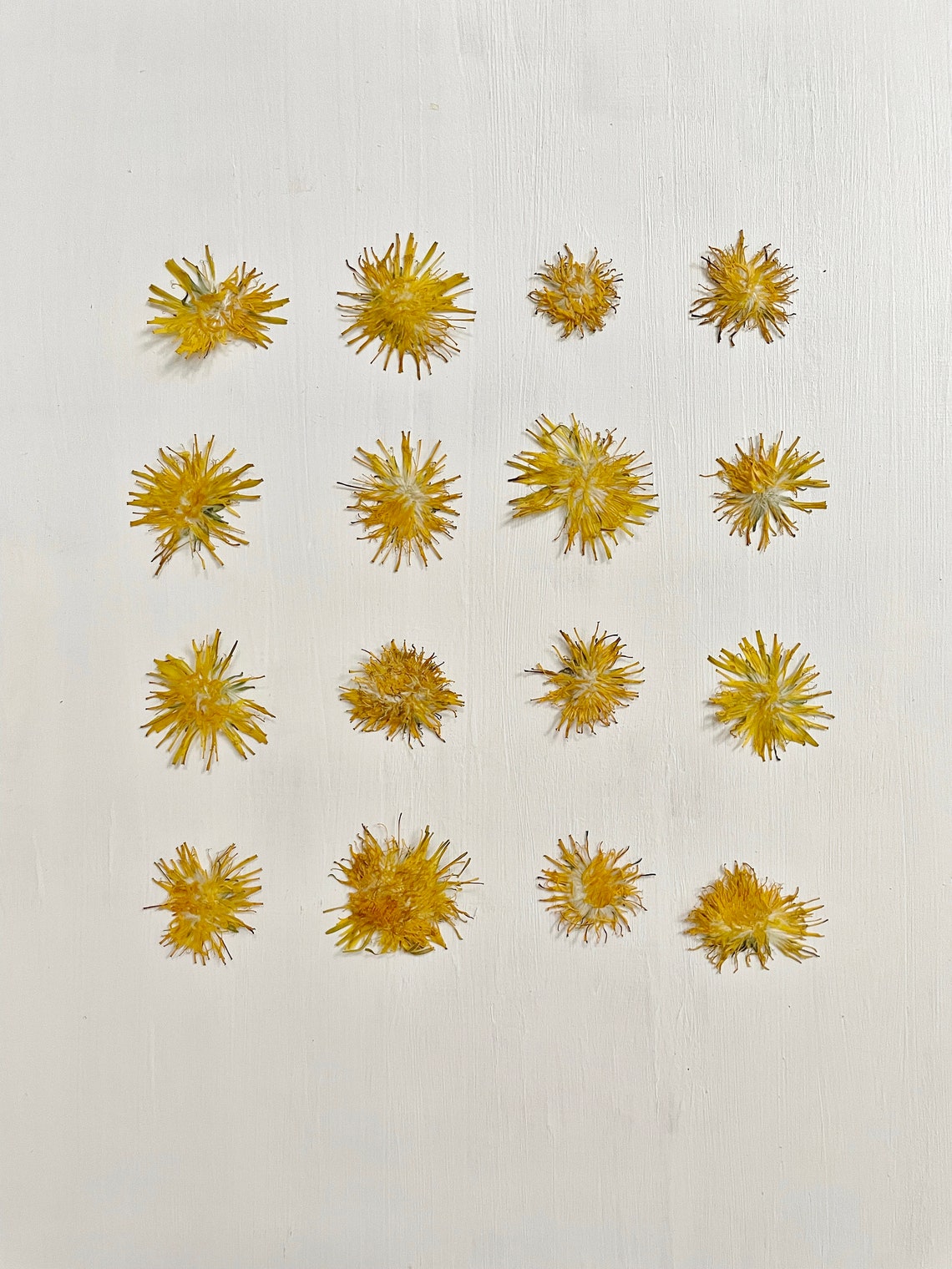 Pressed Dandelion Flowers - 16 Real Yellow Dandelions - Grown ...