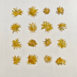 Pressed Dandelion Flowers - 16 Real Yellow Dandelions - Grown ...
