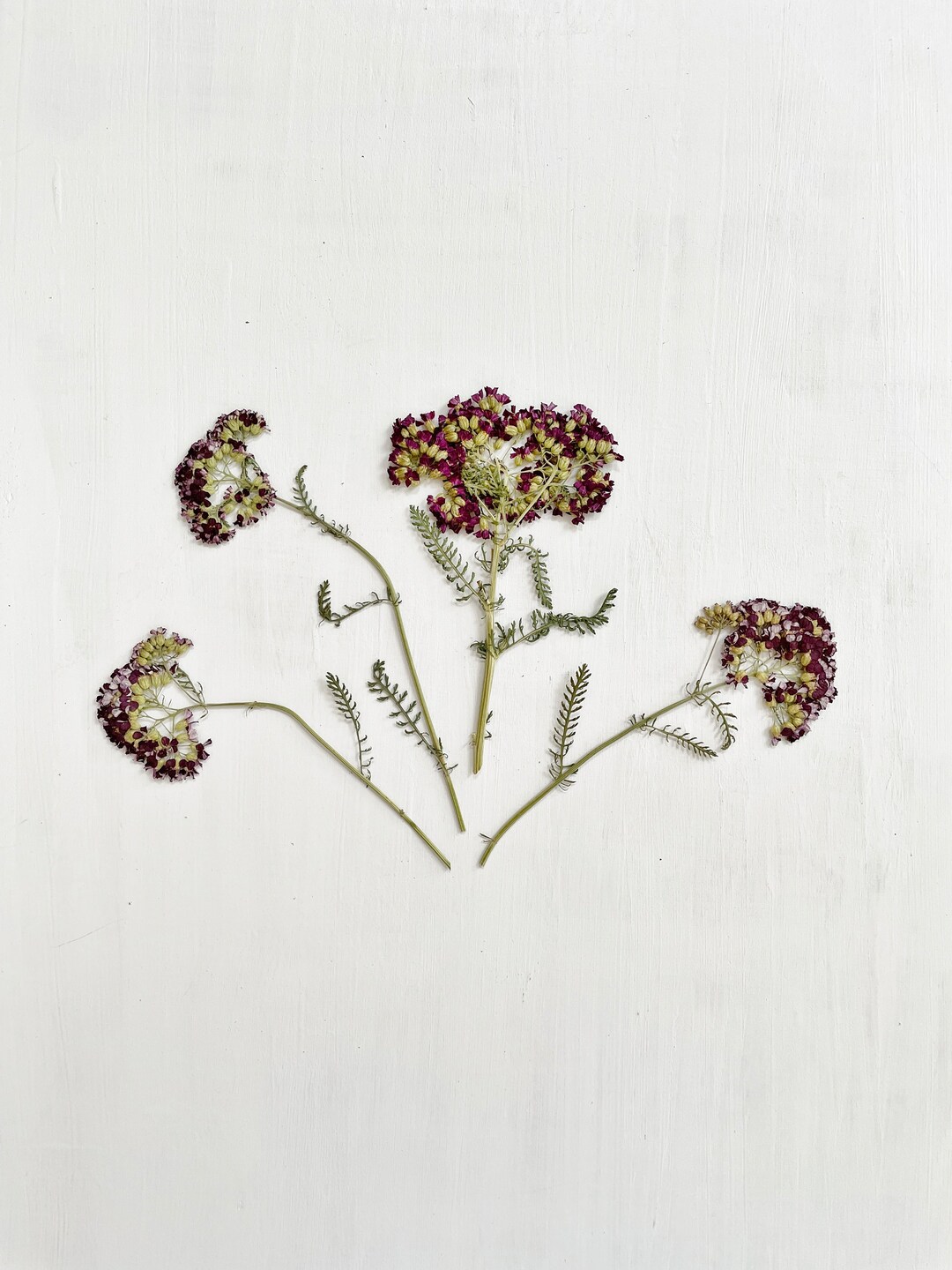 Pressed Yarrow Flowers - 4 Real Achillea Flowers on Stem - Purple - for ...