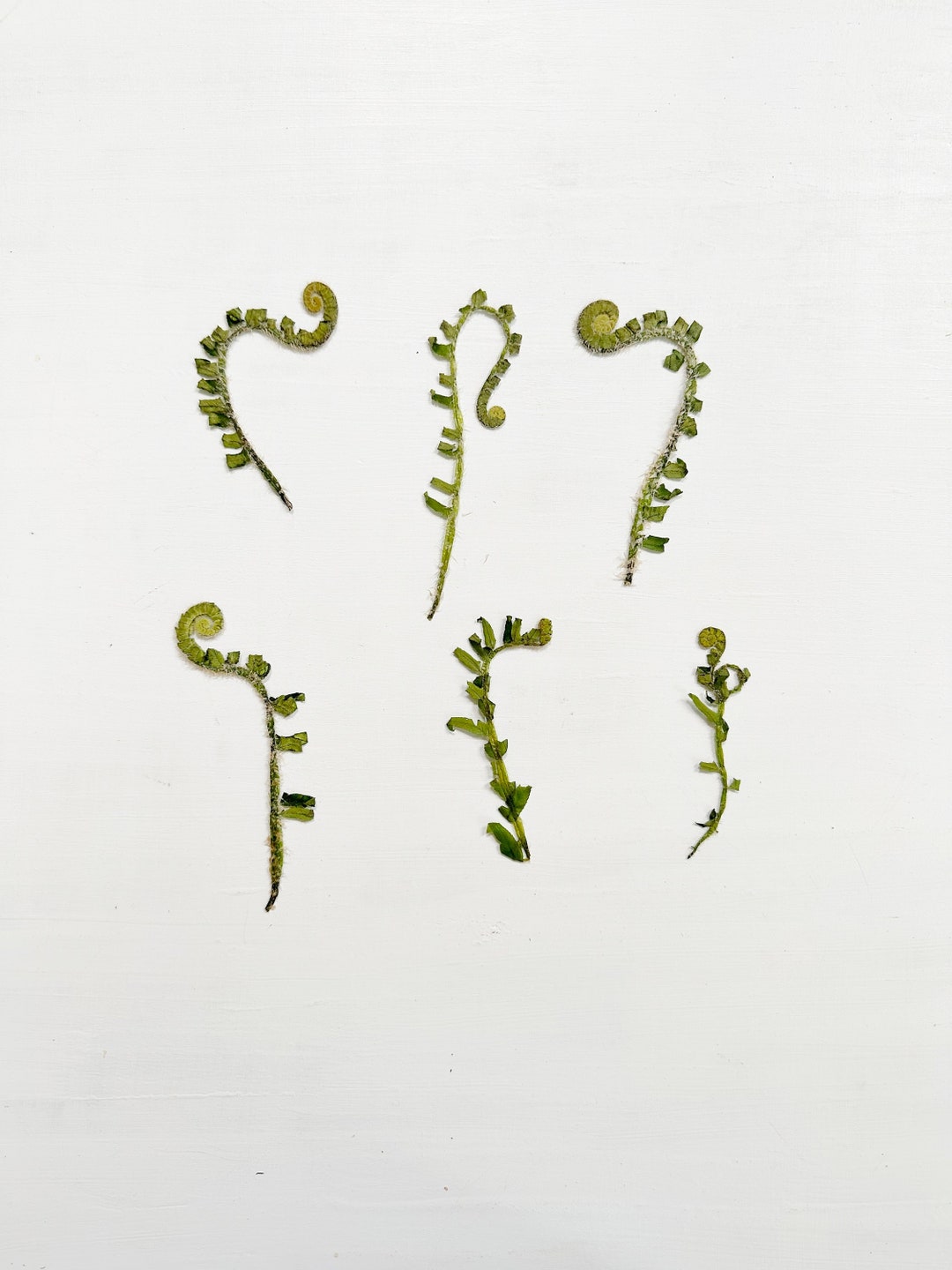 Pressed Fern Curls - Real Fiddlehead Ferns - 6 Small Curly Fern Leaves ...