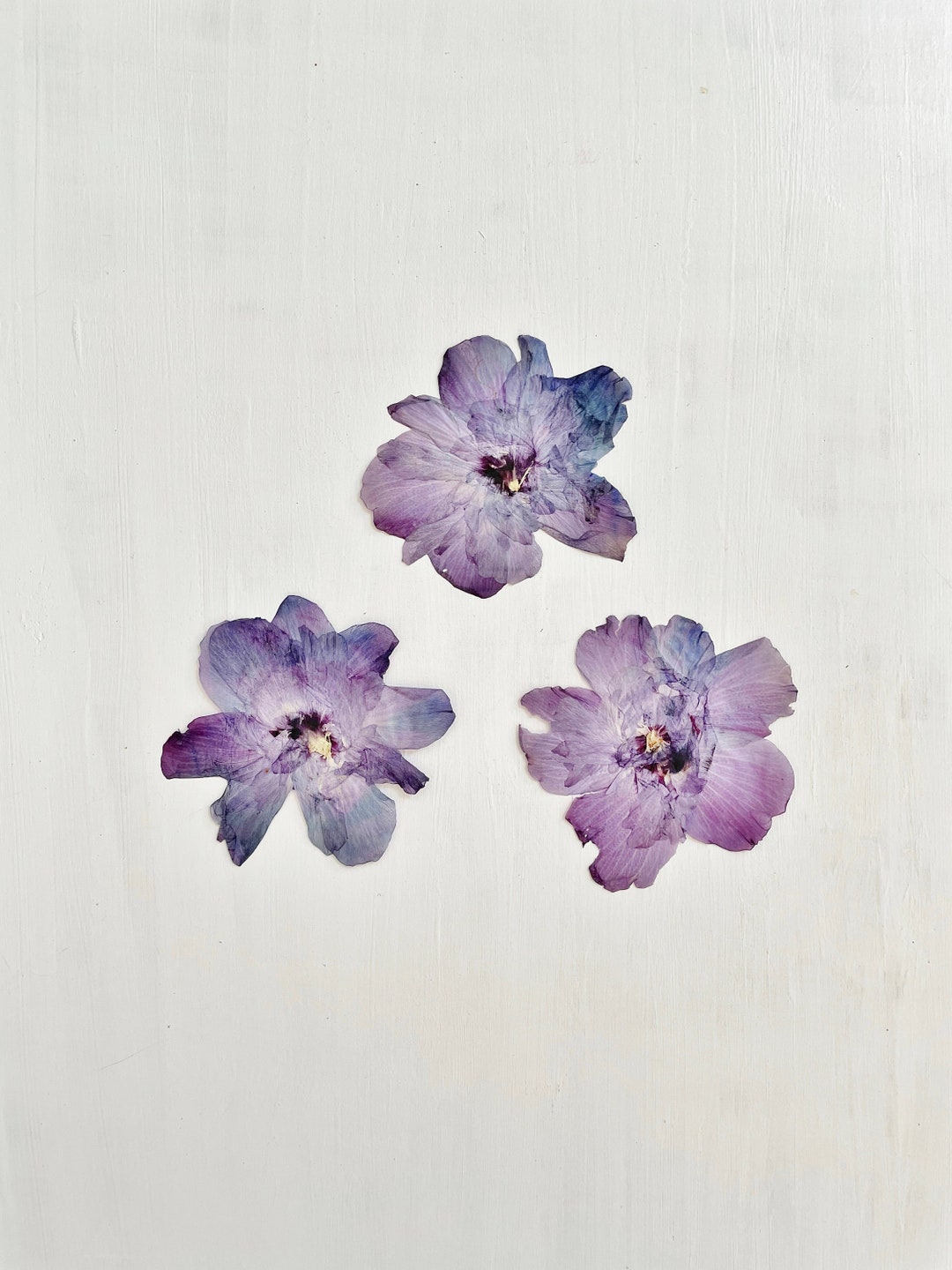 Pressed Hibiscus Flowers - 3 Real Purple Rose of Sharon Flowers ...