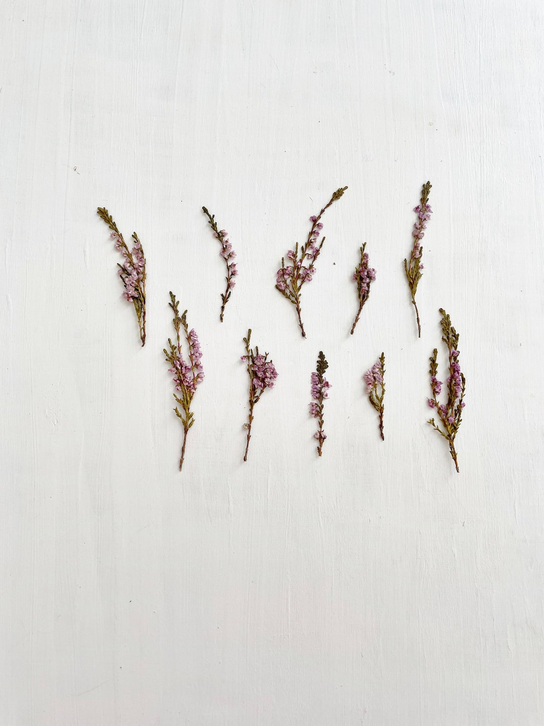 Pressed Heather - Real Wild Heather Flowers - 10 Mini Flower Clusters ...