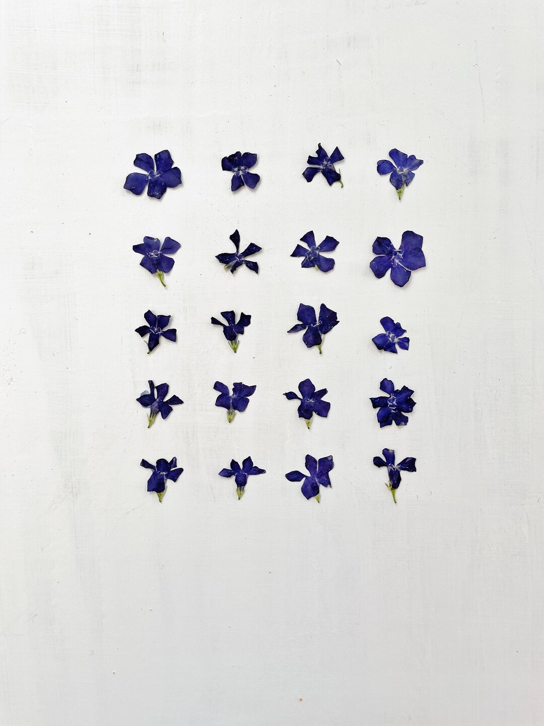Pressed Periwinkle - 20 Real Dried Vinca Flowers - Blue Purple - Crafts ...