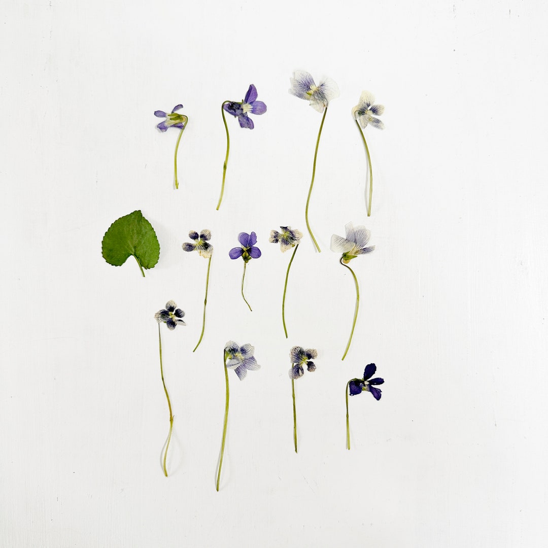 Pressed Violets - 12 Wild Violet Flowers on Stem - February Birth ...