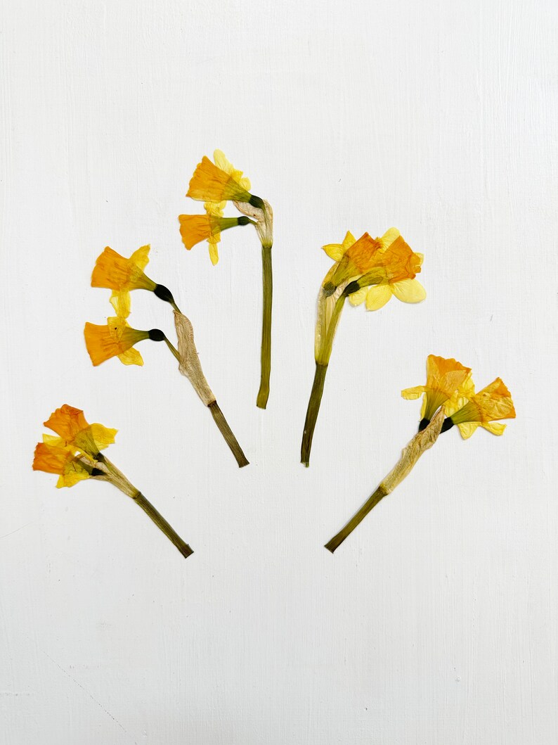 Pressed Mini Daffodils With Stem - 5 Double Yellow Flowers - Real ...