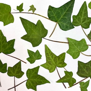 Fresh Ivy Leaves - Real Ivy Foliage - Grown Organically in Princeton ...