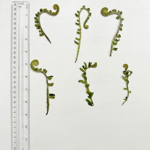 Pressed Fern Curls - Real Fiddlehead Ferns - 6 Small Curly Fern Leaves ...