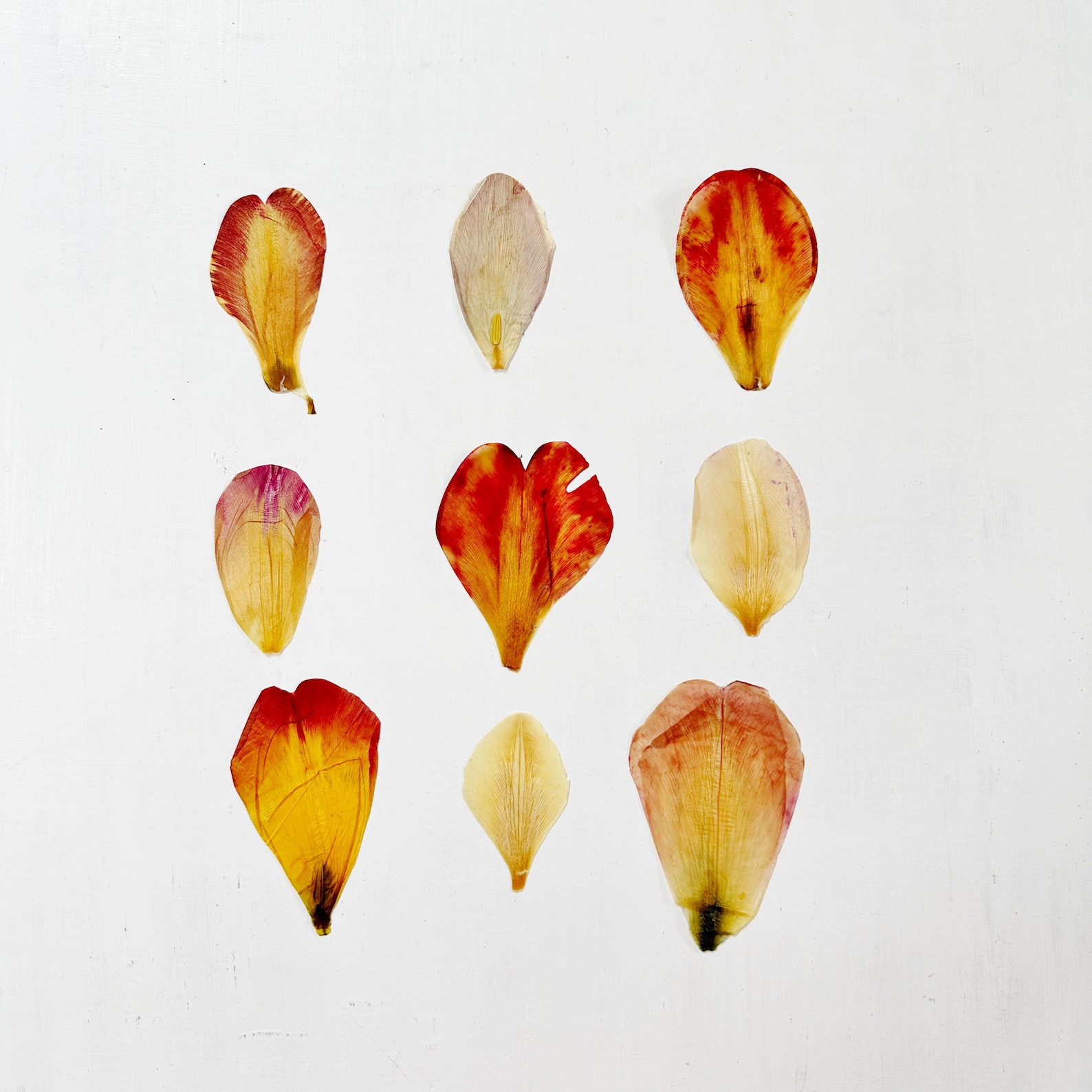 Pressed Tulip Petals - 9 Real Flower Petals - Mixed Colors - Large ...