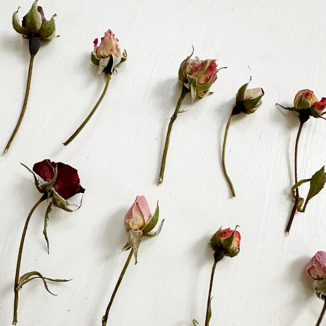 Dried Mini Roses on Small Stems - Tiny Organic Rosebuds on Short Stems ...