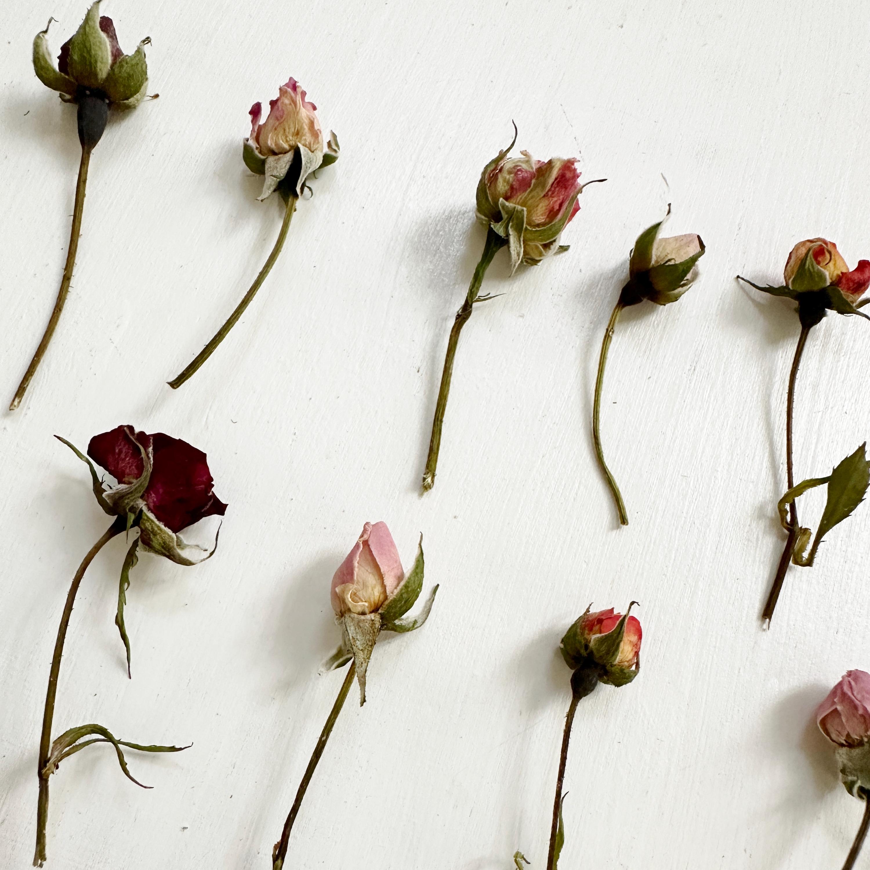 Dried Mini Roses on Small Stems - Tiny Organic Rosebuds on Short Stems ...