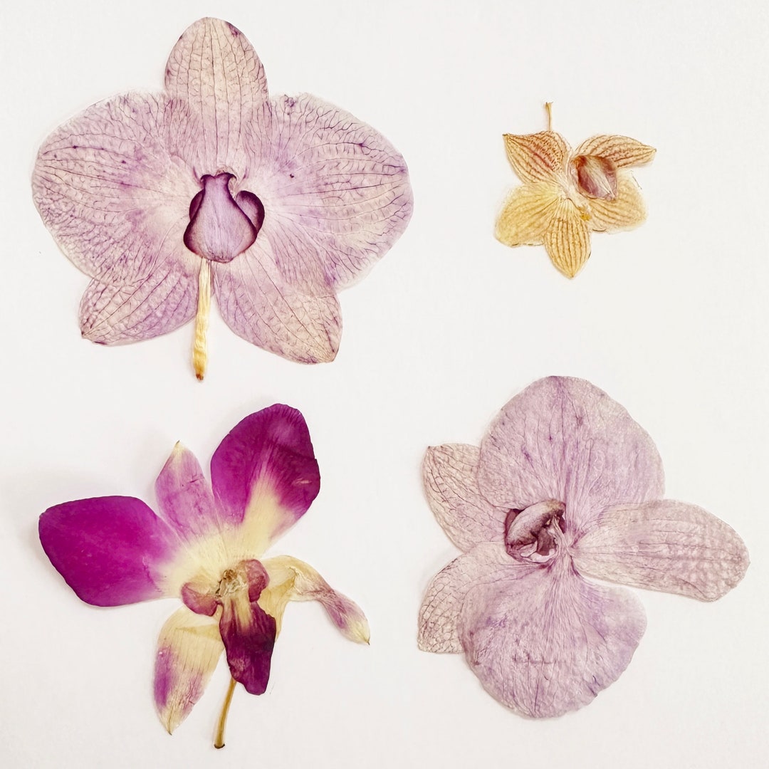 Pressed Orchids - 4 Real Orchid Flowers Without Stem - Mixed Colors ...