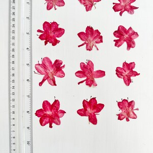 Pressed Azalea - 12 Real Azalea Flowers - Red Flowers - for Crafts ...