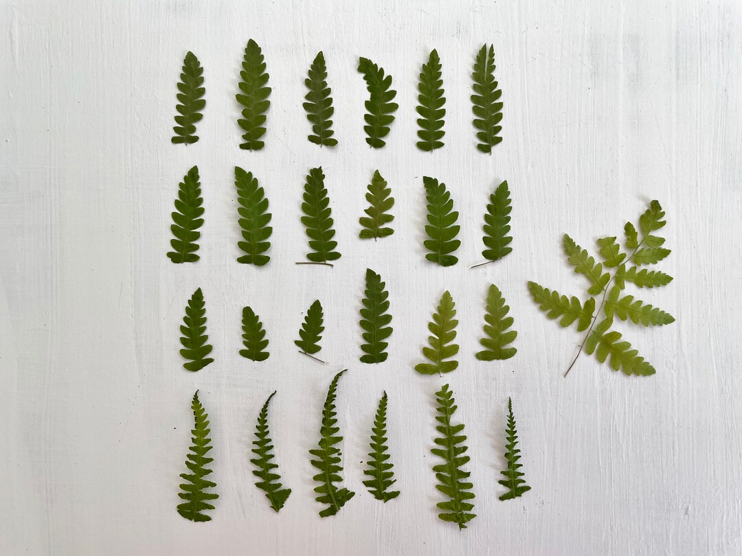 Pressed Dried Mini Fern Leaves - Real Fern Foliage Grown in My NJ ...
