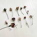 Dried Mini Roses on Small Stems - Tiny Organic Rosebuds on Short Stems ...
