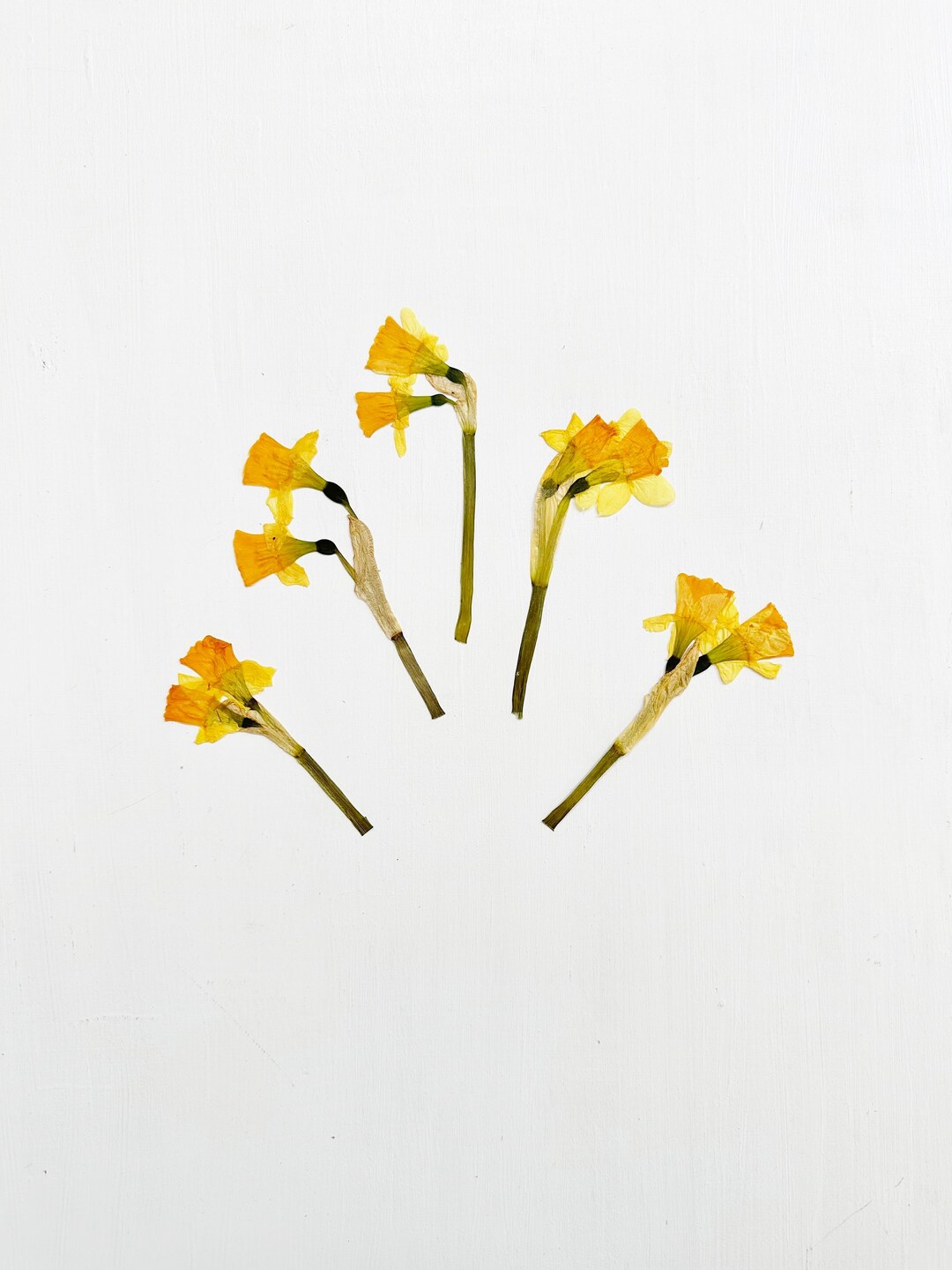 Pressed Mini Daffodils With Stem - 5 Double Yellow Flowers - Real ...