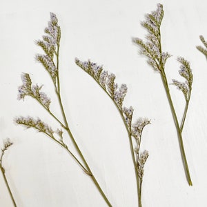 Pressed Statice Flowers - 5 Real Sea Lavender Stems - Purple - for ...