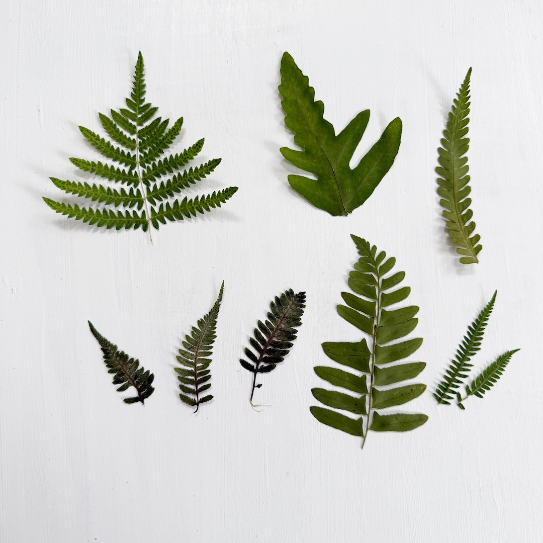 Pressed Fern Leaves - Real Fern Foliage - Assorted Green Fern Leaves ...