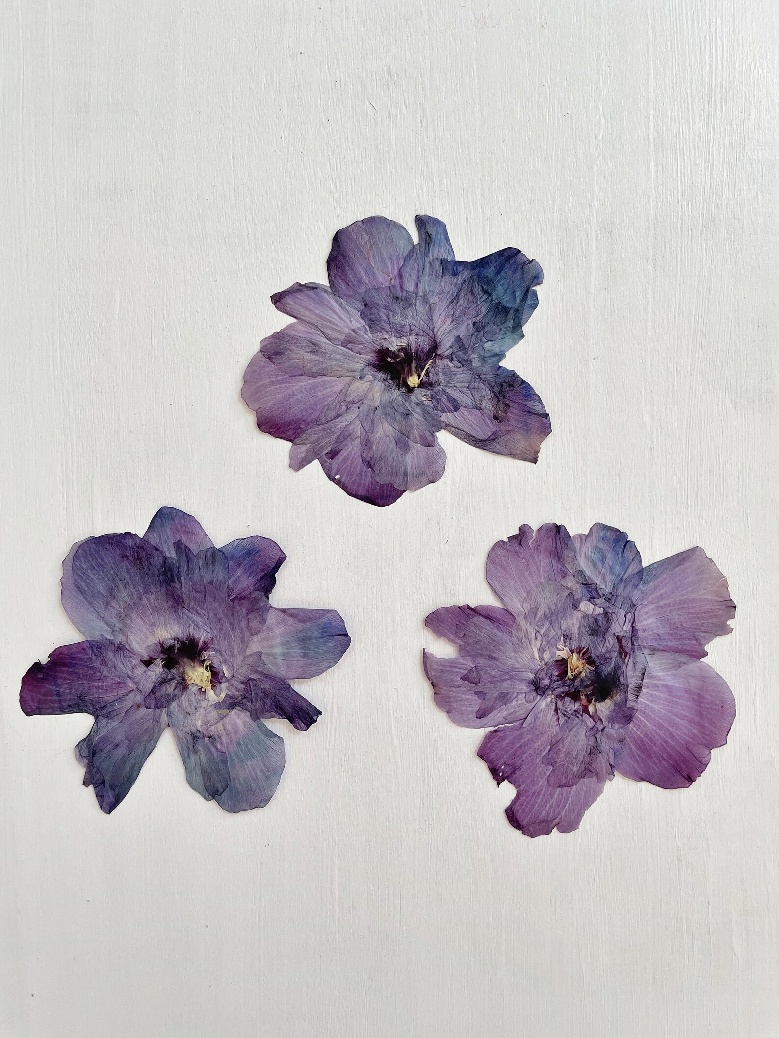 Pressed Hibiscus Flowers - 3 Real Purple Rose of Sharon Flowers ...