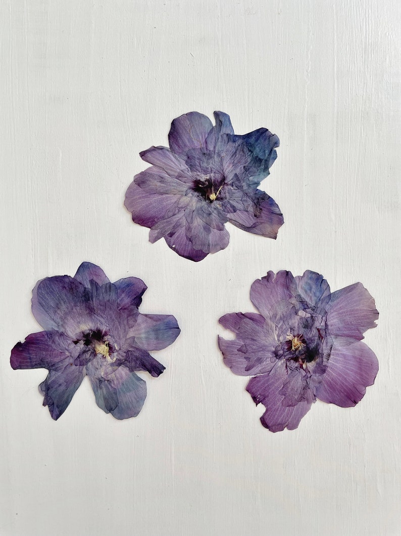 Pressed Hibiscus Flowers - 3 Real Purple Rose of Sharon Flowers ...