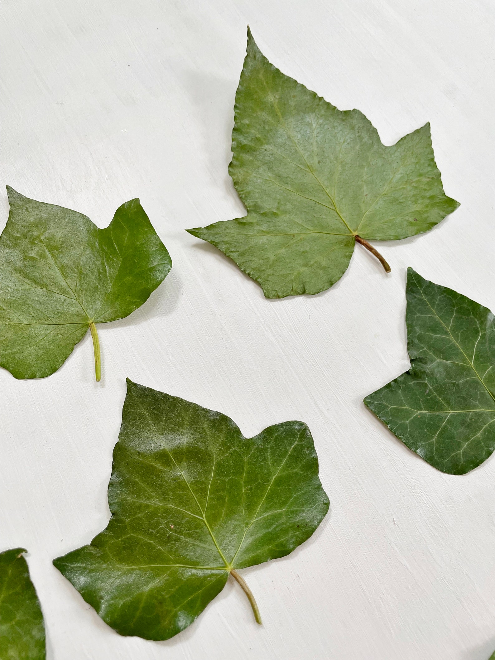 Pressed Large Ivy Leaves Real Ivy Foliage Grown Organically in ...