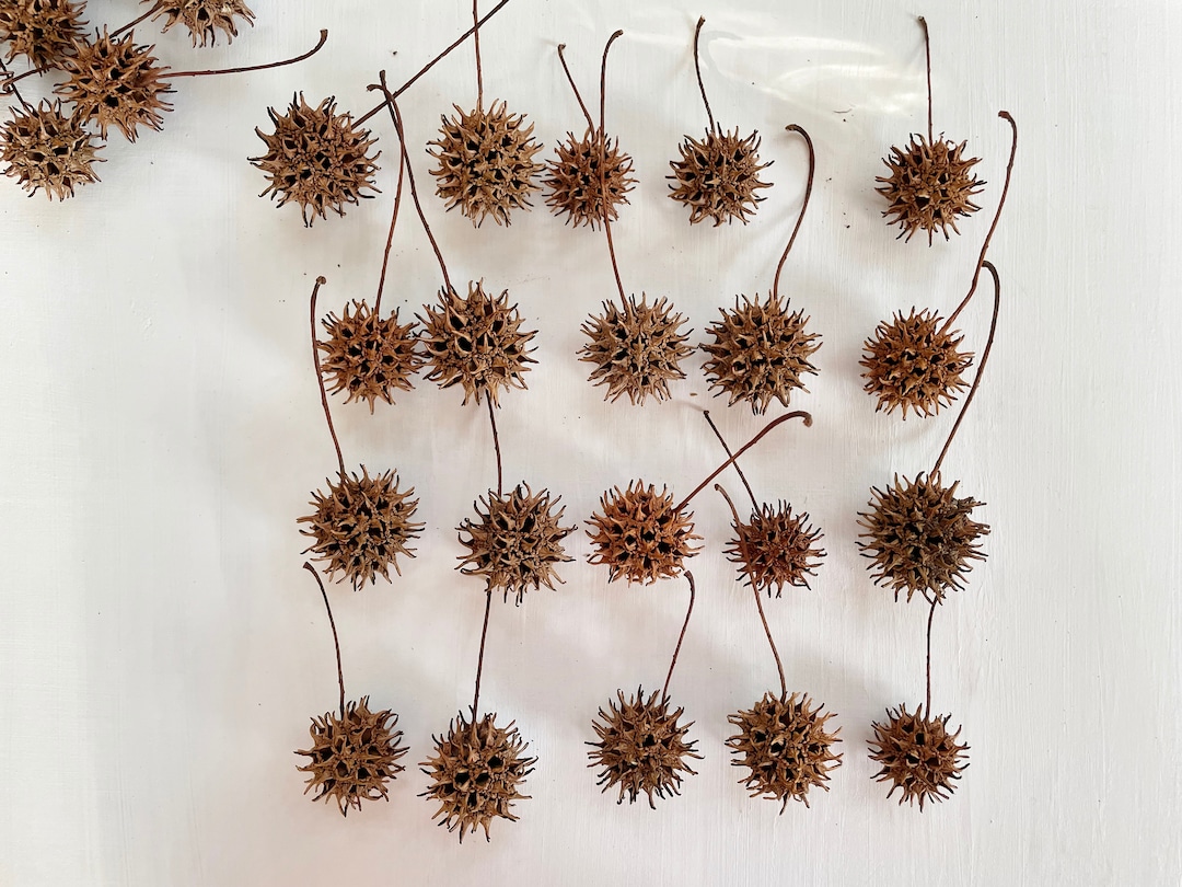 Dried Gum Tree Pods - Real Sweetgum Cones - Dry Spiky Balls - for ...