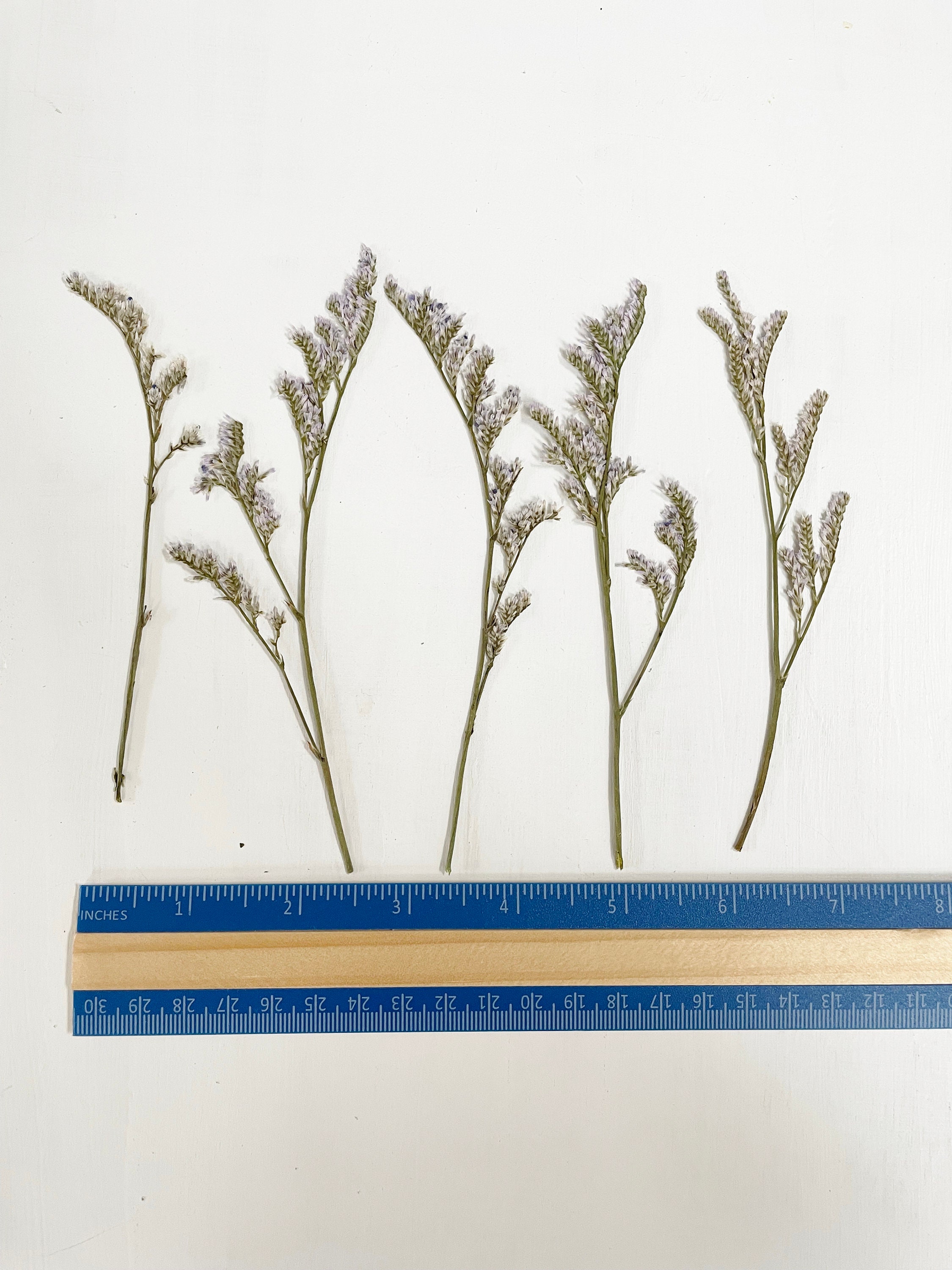 Pressed Statice Flowers - 5 Real Sea Lavender Stems - Purple - for ...